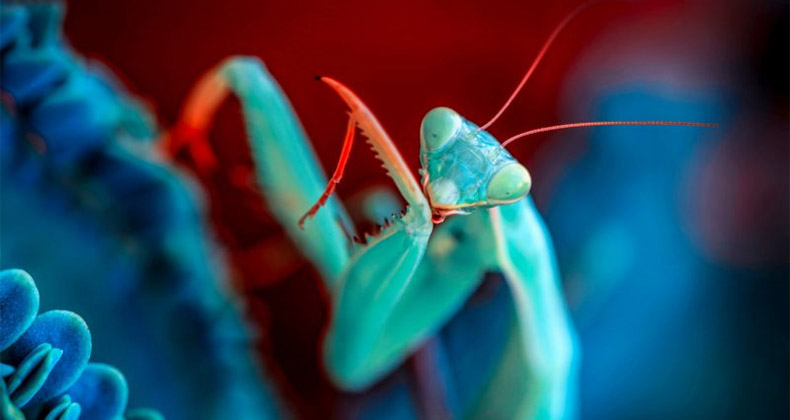 Roaming Mantis infecta smartphones conectados a Wi-Fi públicas - Cepymenews